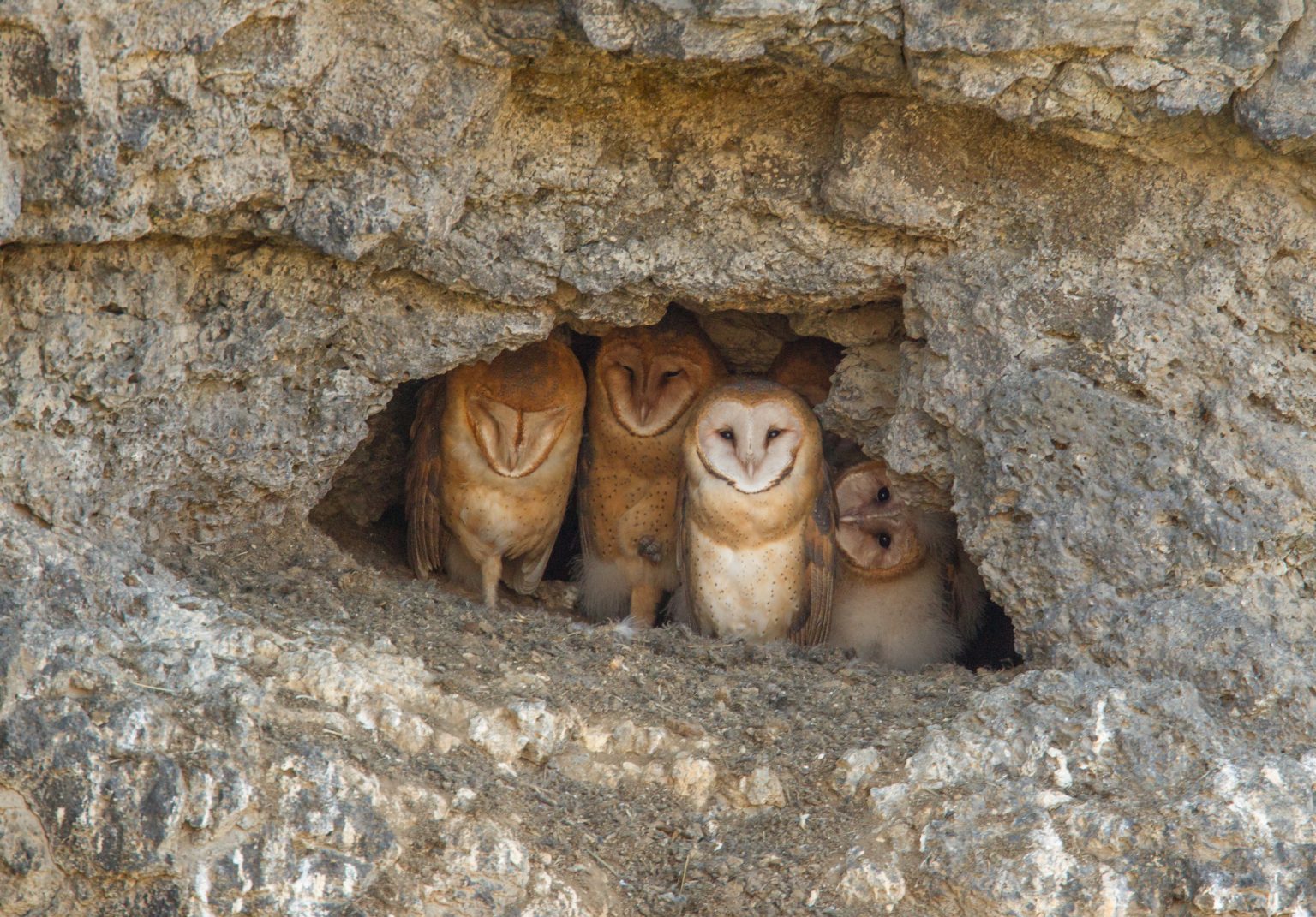 Where Do Owls Live? The Most Amazing Facts - DiscoveryNatures