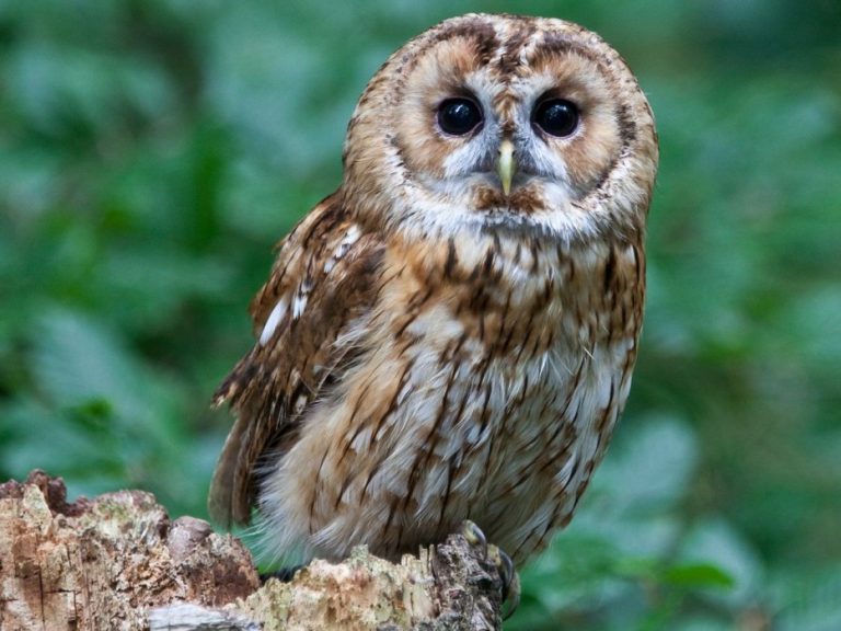 Do Owls Eat Fruit? Their Dietary Preference