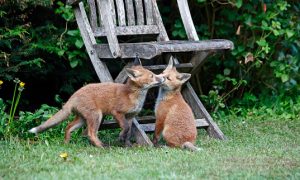 What Does a Fox Eat? - DiscoveryNatures