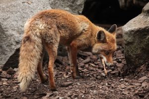 What Does a Fox Eat?