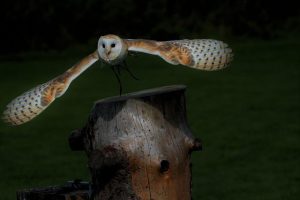 Does Owl Drink Water: How Important Is Water for Owls? - DiscoveryNatures