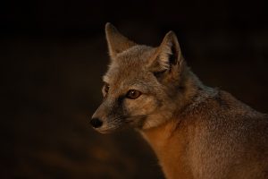 Are Foxes Nocturnal: Do They Come Out During the Day? - DiscoveryNatures