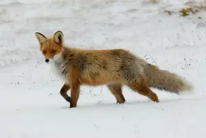 Do Fox Bark: Reasons Behind Fox Barks and Other Sounds They Make