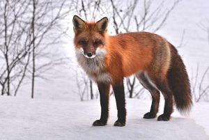 Do Fox Bark: Reasons Behind Fox Barks and Other Sounds They Make