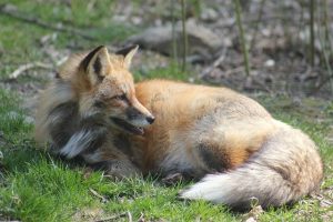 What Does a Fox Sound Like: Know the Different Meanings Behind Fox Sounds