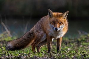 Do Foxes Howl: Different Sounds and the Meanings Behind Them ...