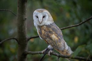 Can Owls See in the Dark: Their Unique Vision as Smart Predators