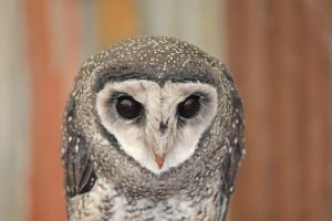 Does Owl Drink Water: How Important Is Water for Owls? - DiscoveryNatures