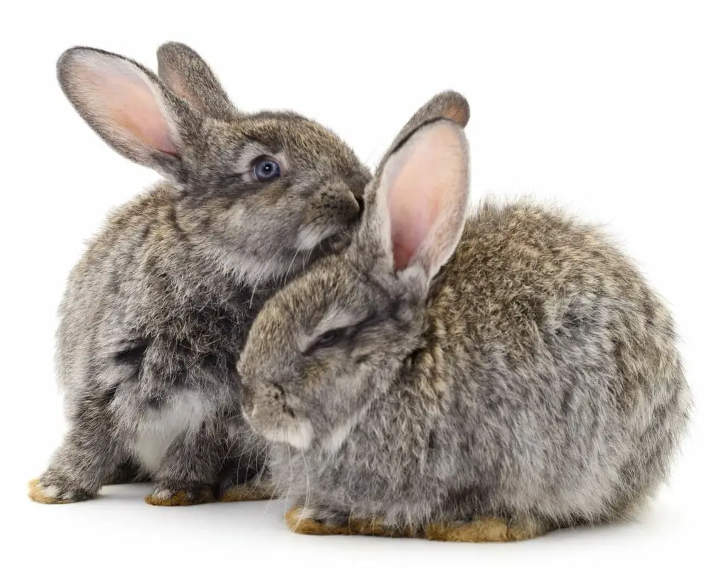How Do Rabbits Get Ear Mites: Symptoms, Diagnosis, and Treatment