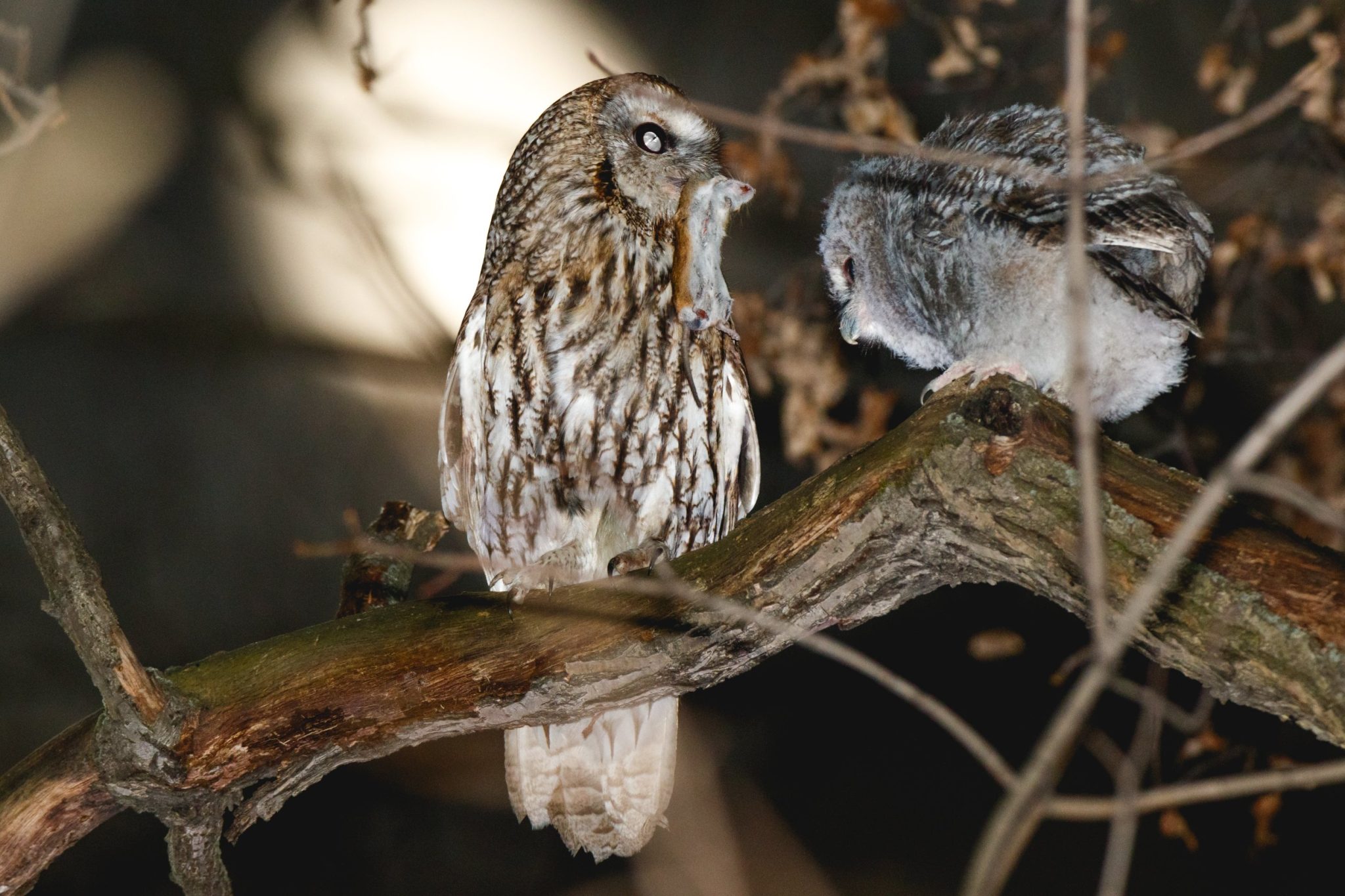 Owls Versus Hawks: Fascinating Similarities and Differences ...