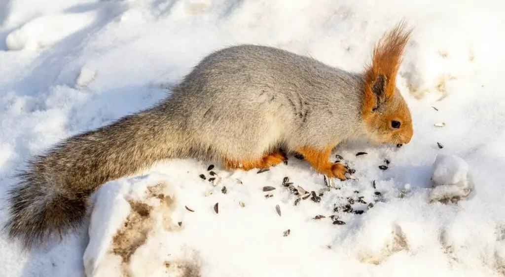 Do Squirrels Hibernate in the Winter: What Squirrels Typically Do ...