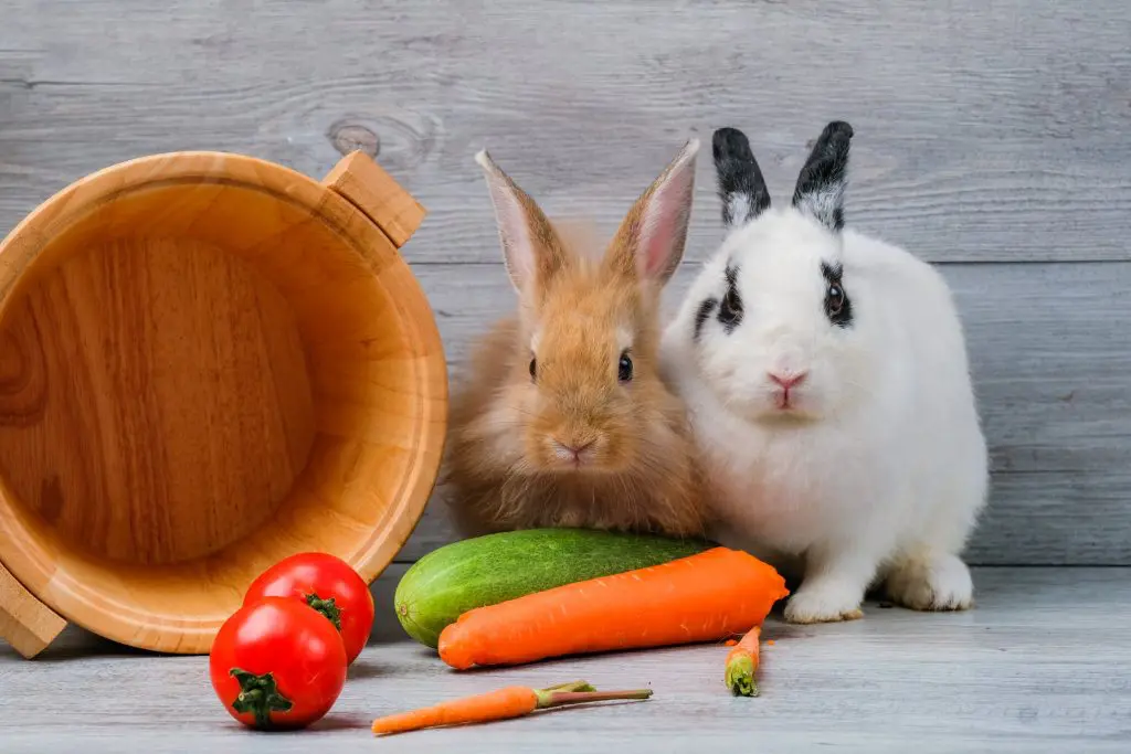 When Do Rabbits Mate: Rabbit's Reproduction, Mating, and Breeding ...