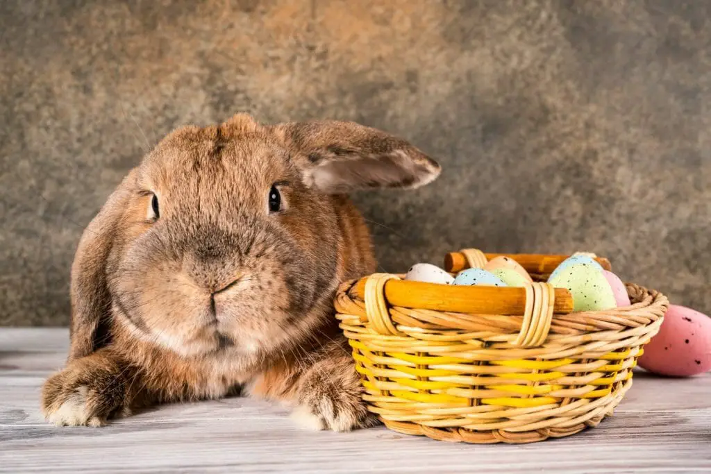 Can Rabbits Fart: Understanding Gas Buildup in Rabbits - DiscoveryNatures