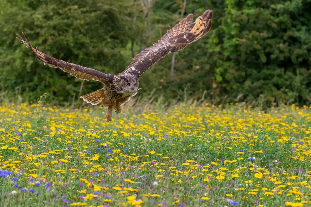 Do Owls Bite: How Dangerous Are They to Human and Other Animals ...