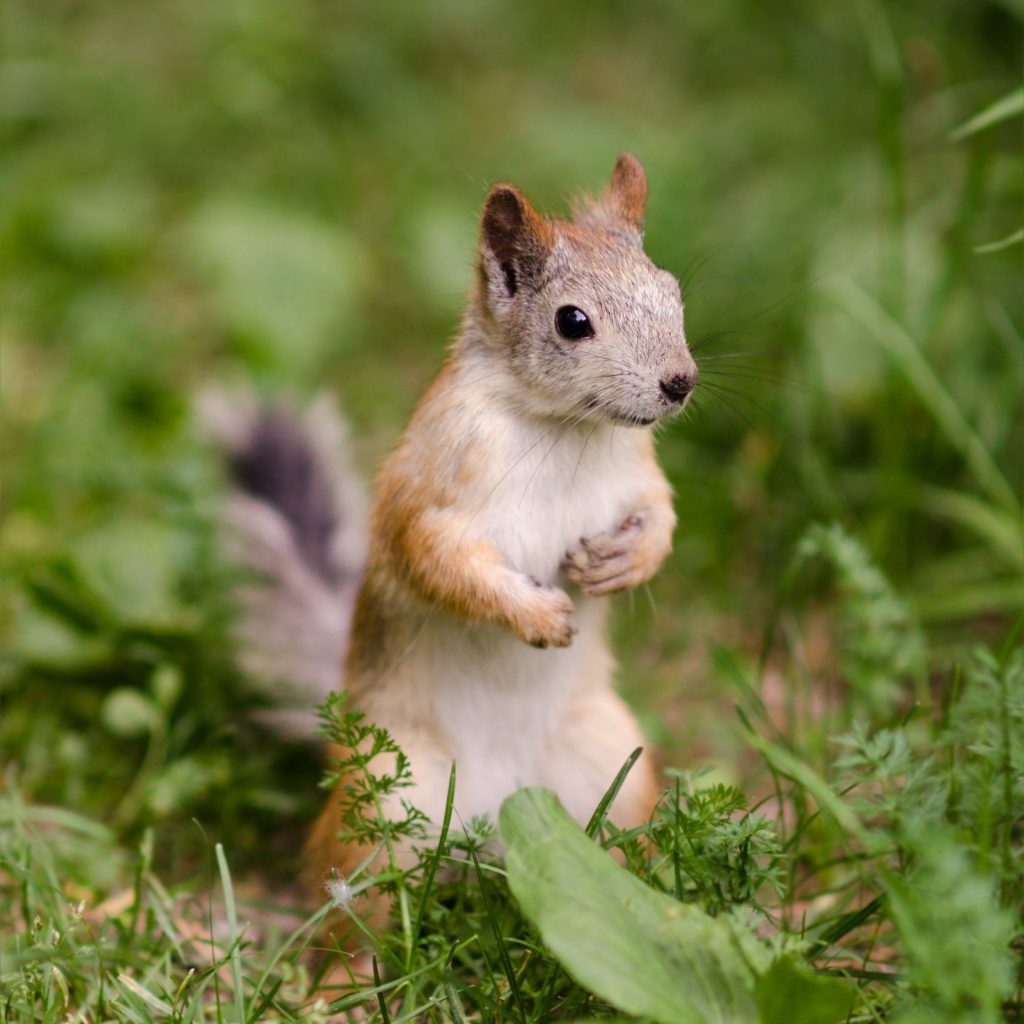 Where Do Squirrels Poop: All About Squirrels’ Poop - DiscoveryNatures