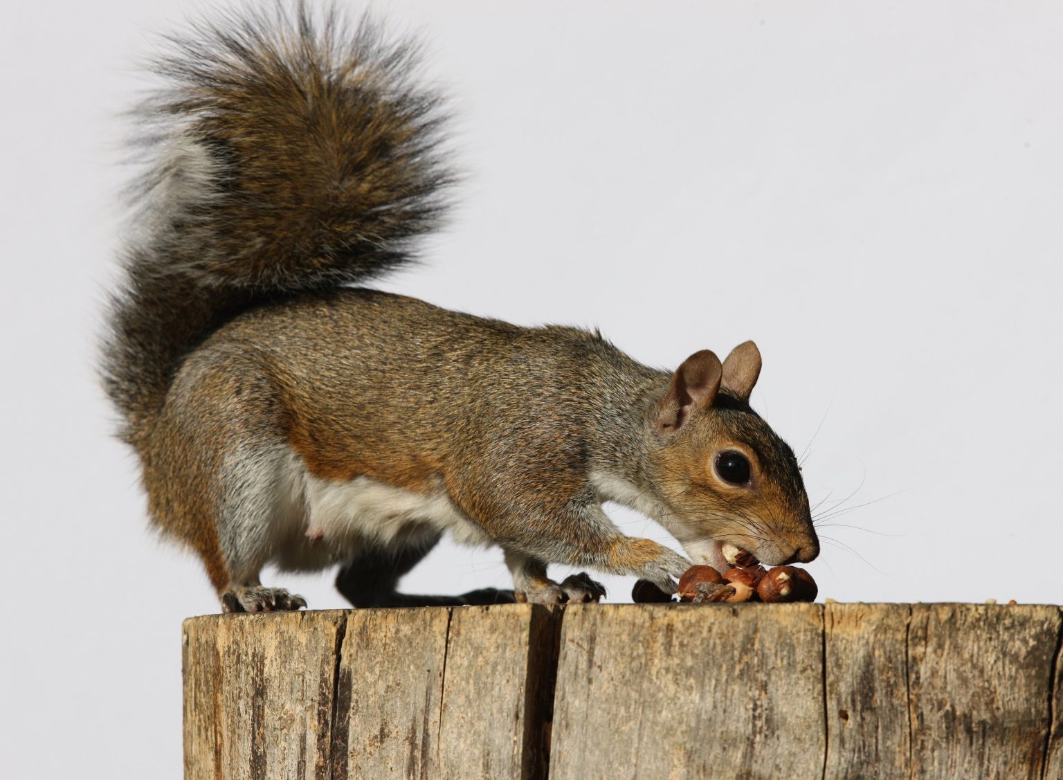 How to Keep Squirrels Out of Flower Pots: Tips for Keeping Squirrels ...