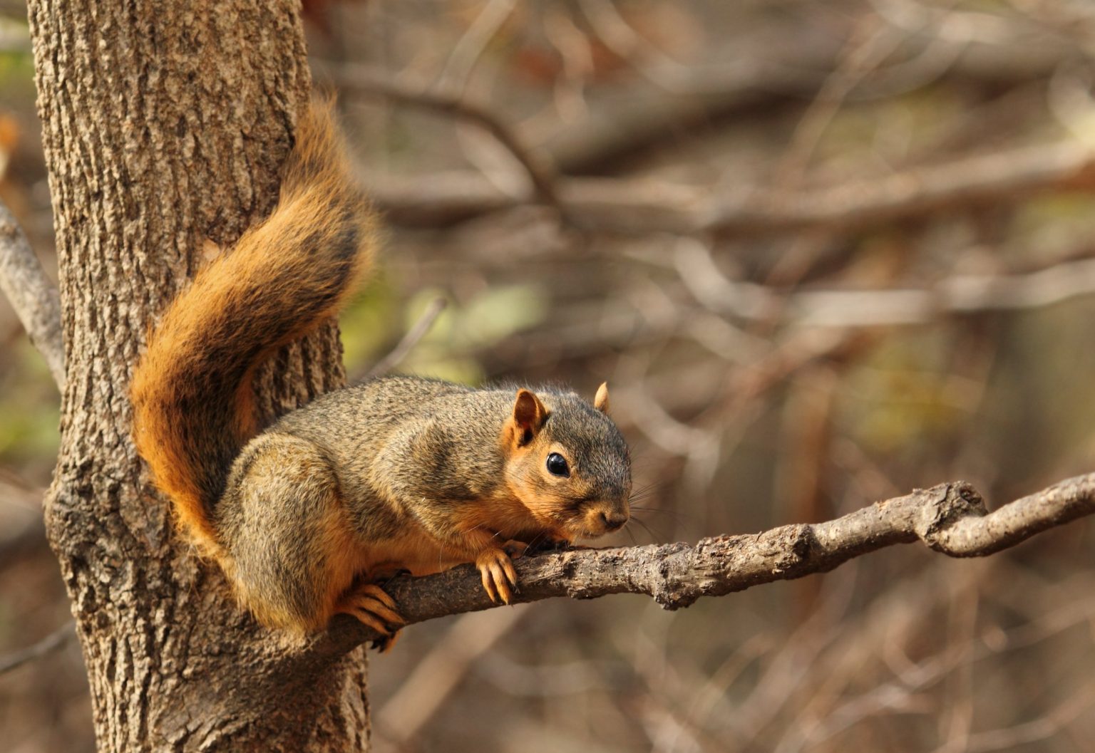 Can Squirrels Die From Falling: What Happens When Squirrels Fall ...