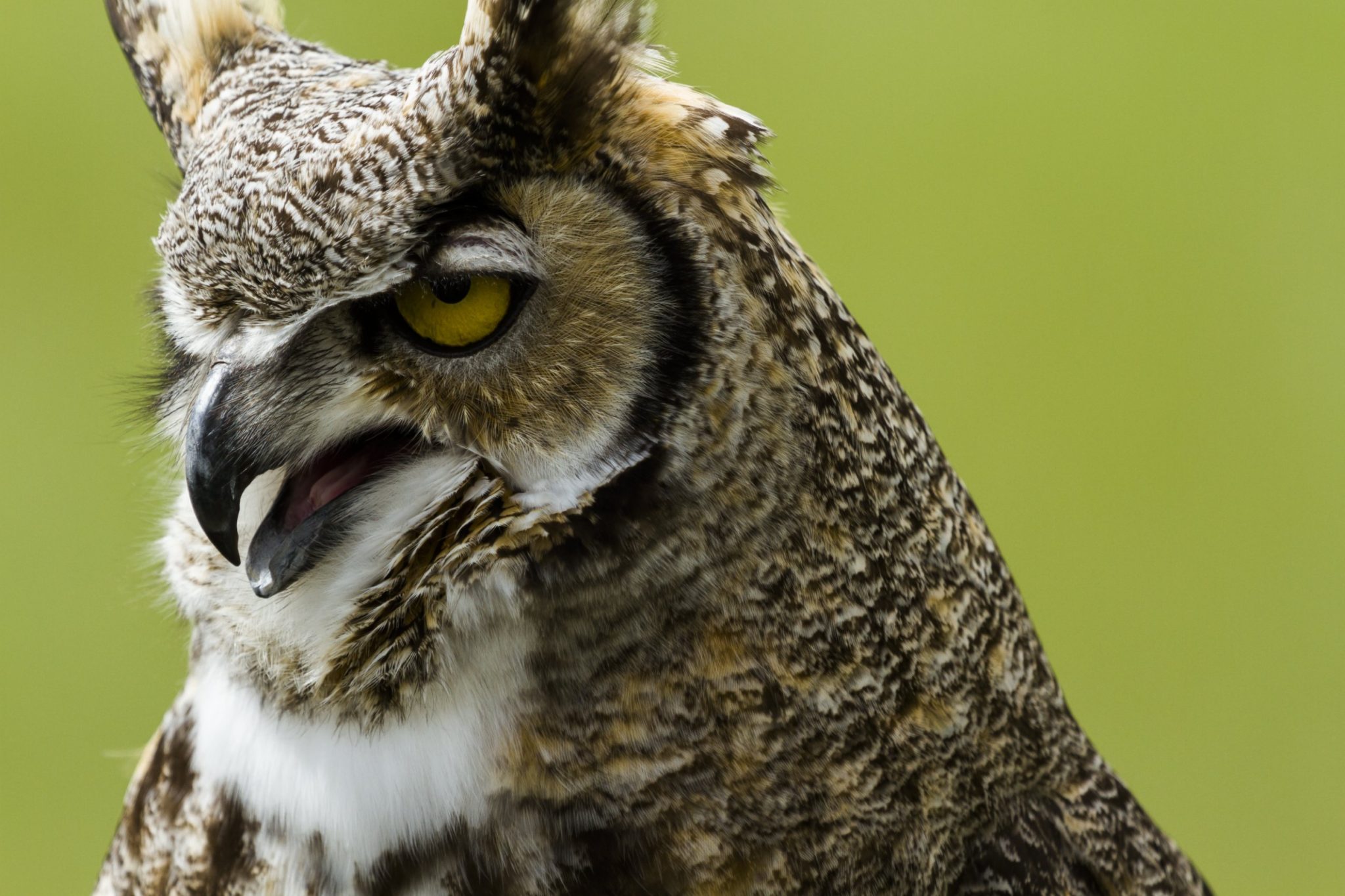 Owl That Sounds Like a Horse: Eastern Screech Owls and the Interesting ...