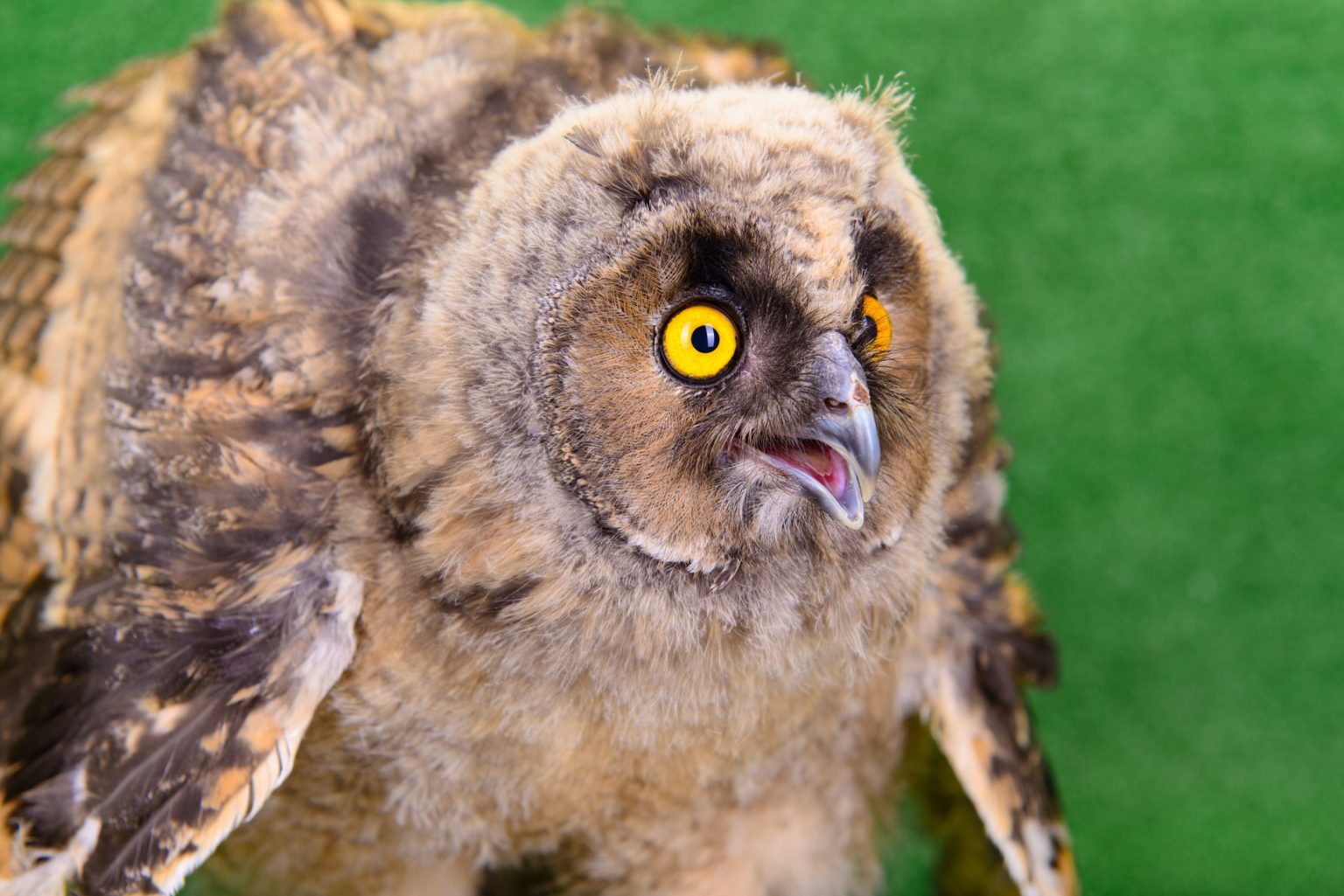 Can an Owl Pick Up a 20-Pound Dog: Keeping Your Dog Safe From Owls ...