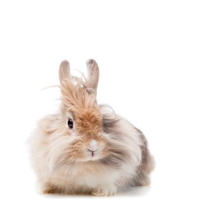 Are Rabbits Intelligent: The Cognitive Ability of Rabbits ...