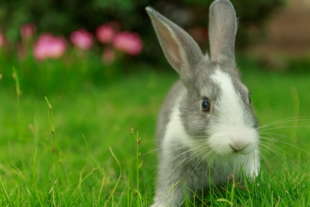 Can Rabbit Vomit: The Dangers of Their Inability to Do So