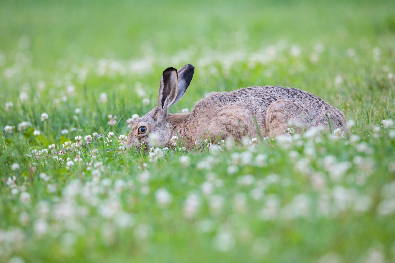 Where Do Rabbits Live in the Wild: Understanding How Rabbits Live in ...