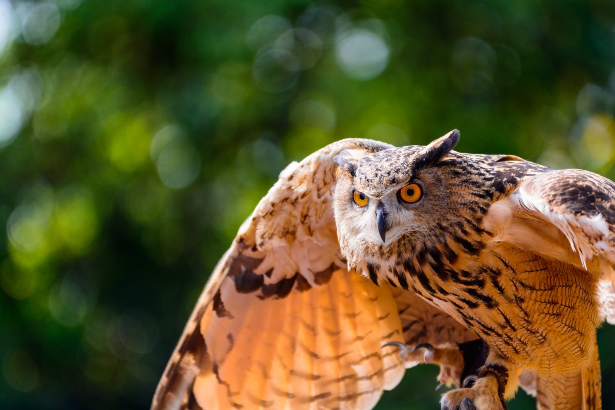 Can an Owl Pick Up a 20-Pound Dog: Keeping Your Dog Safe From Owls ...