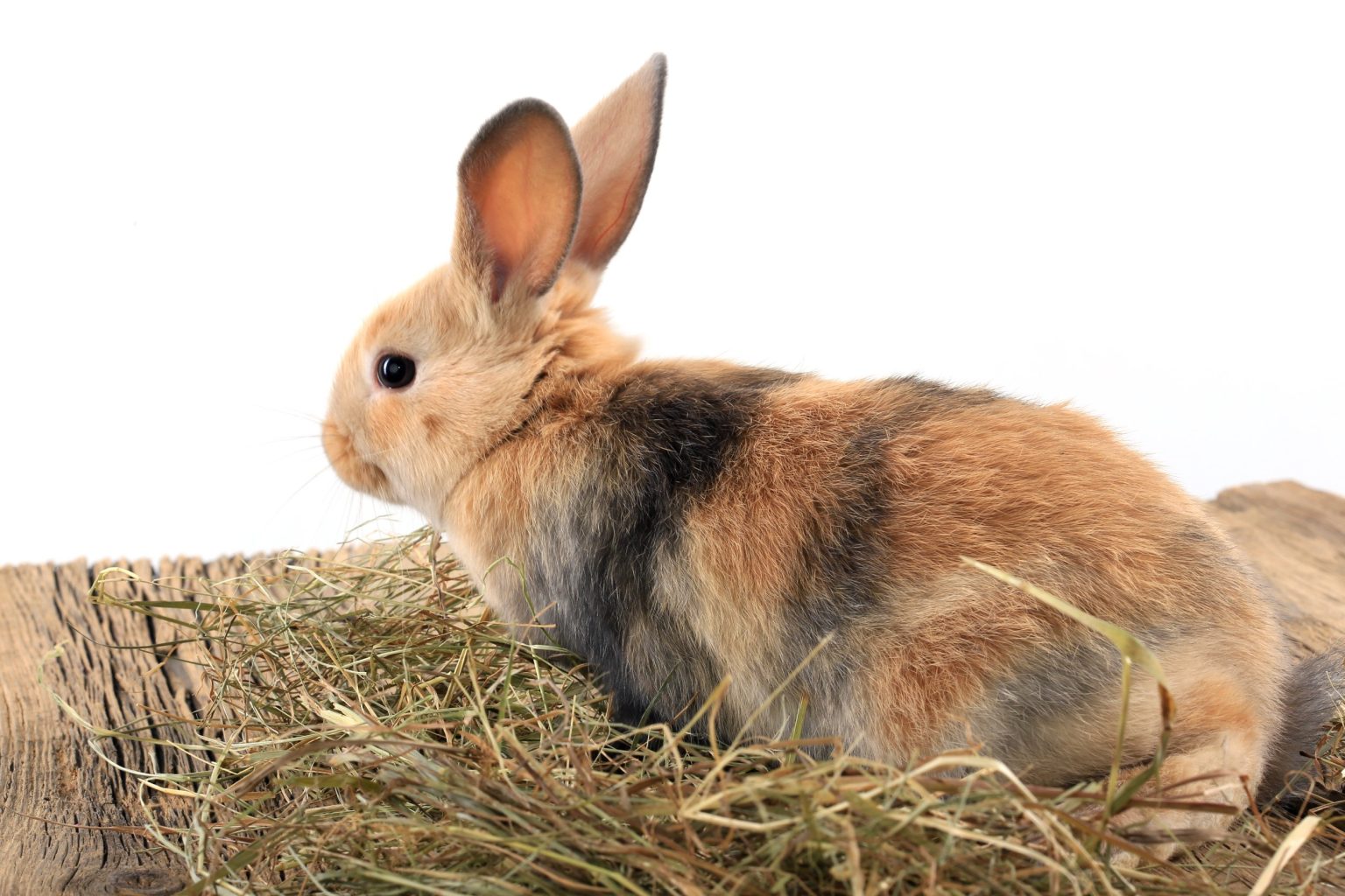 Can Rabbits Get Worms: Symptoms, Causes, Diagnosis, and Treatment