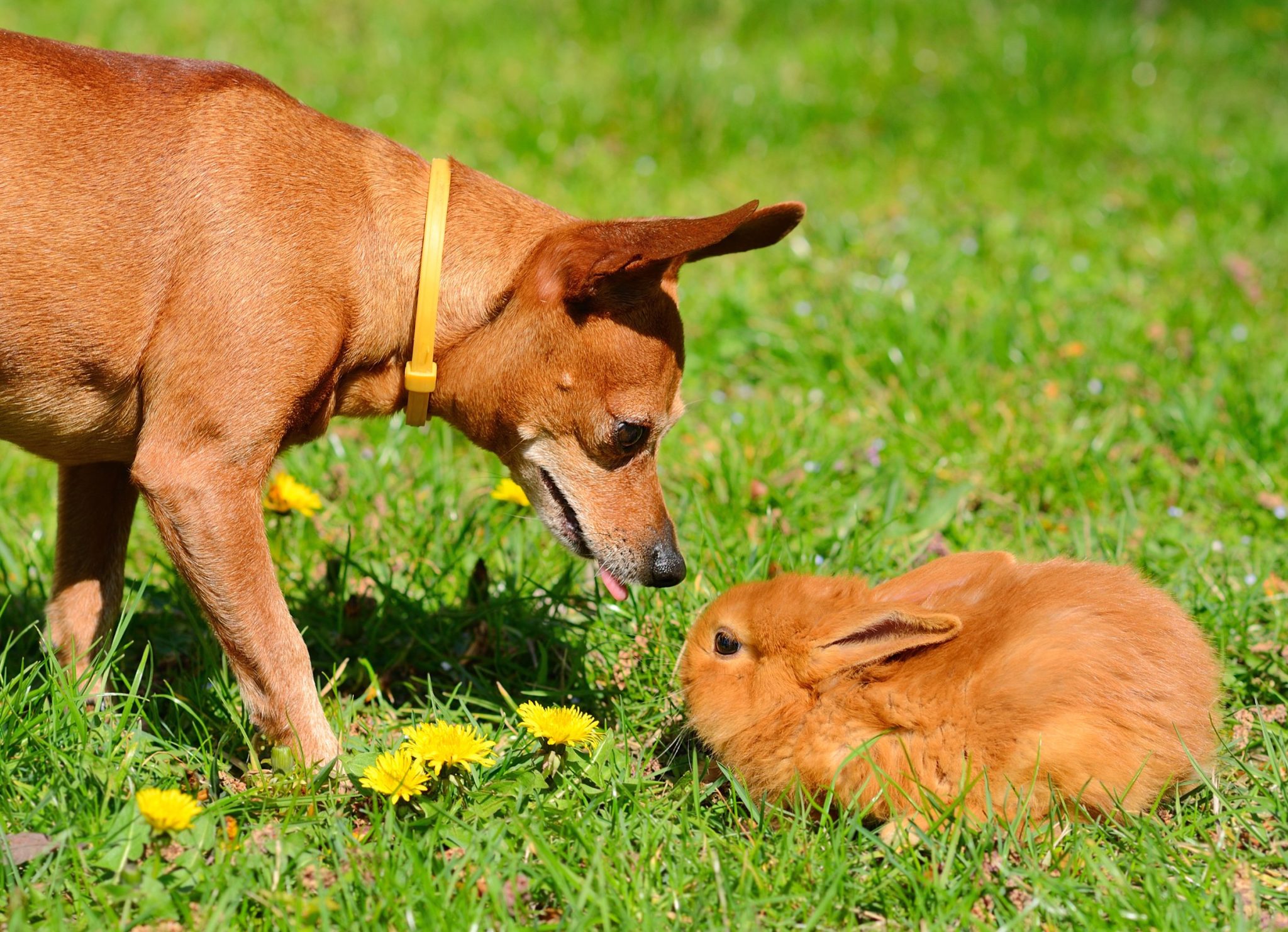 Can Rabbit and Dog Get Along: Rabbit and Dogs As Playmates ...
