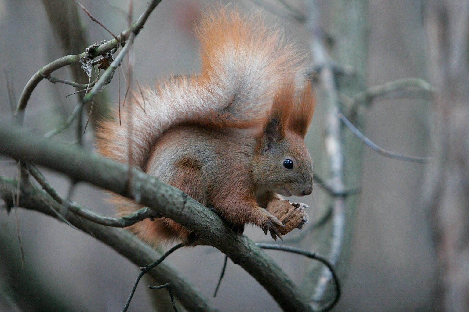 Can Squirrel Be a Pet: Things to Know About Keeping Squirrels as Pets ...