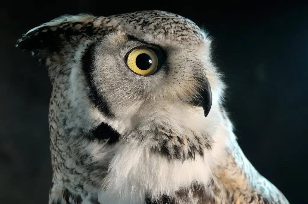 How Does an Owl Sound: Understanding the Meaning of Owl Sounds ...