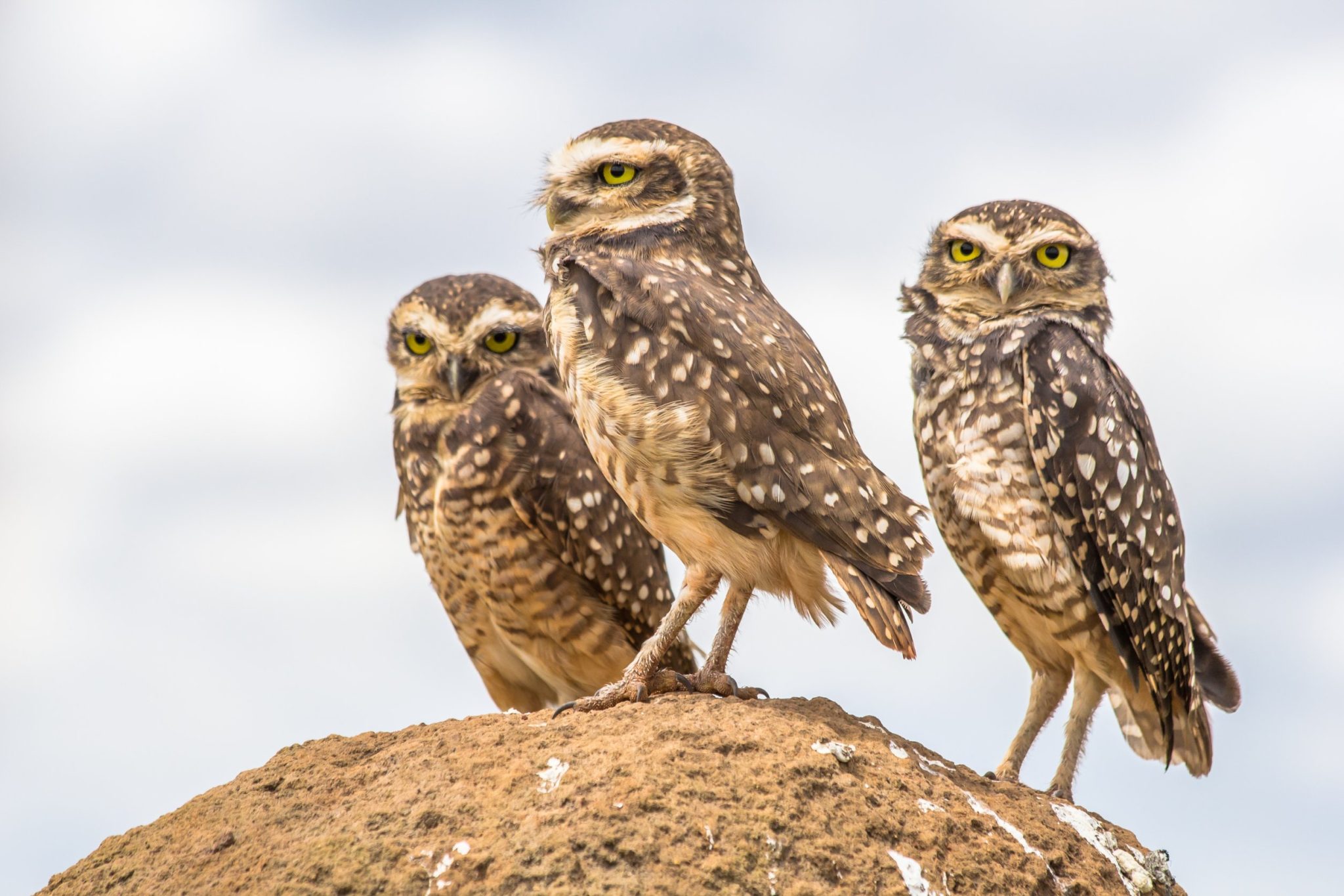 Are Burrowing Owls Endangered: Threats and Conservation - DiscoveryNatures