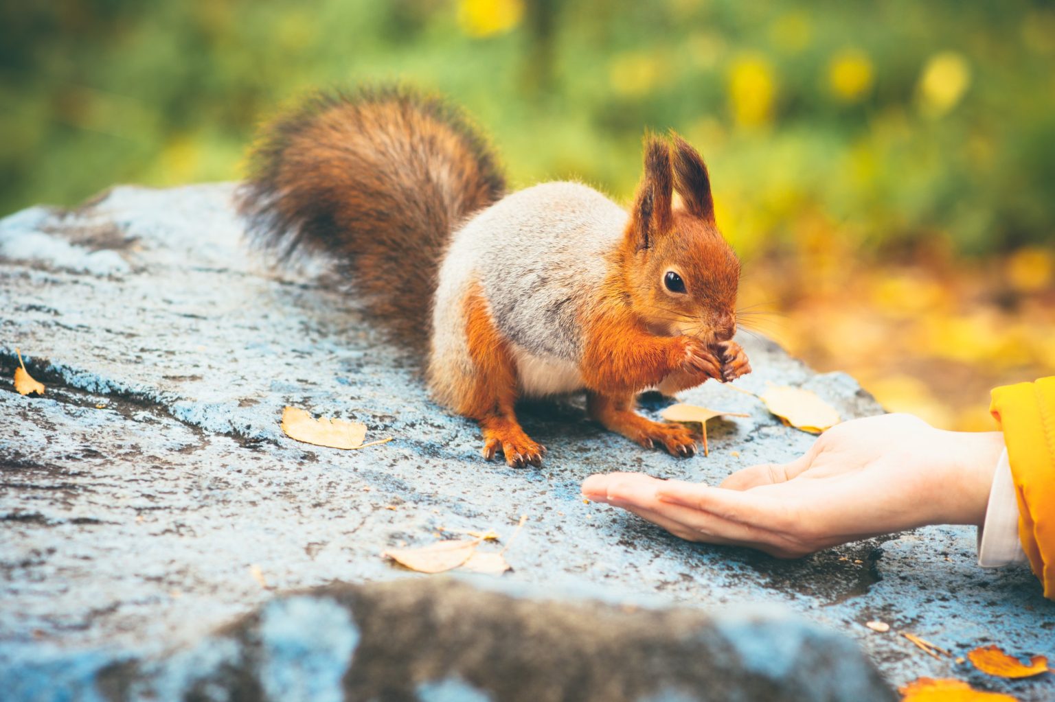 Can Squirrel Be a Pet: Things to Know About Keeping Squirrels as Pets ...