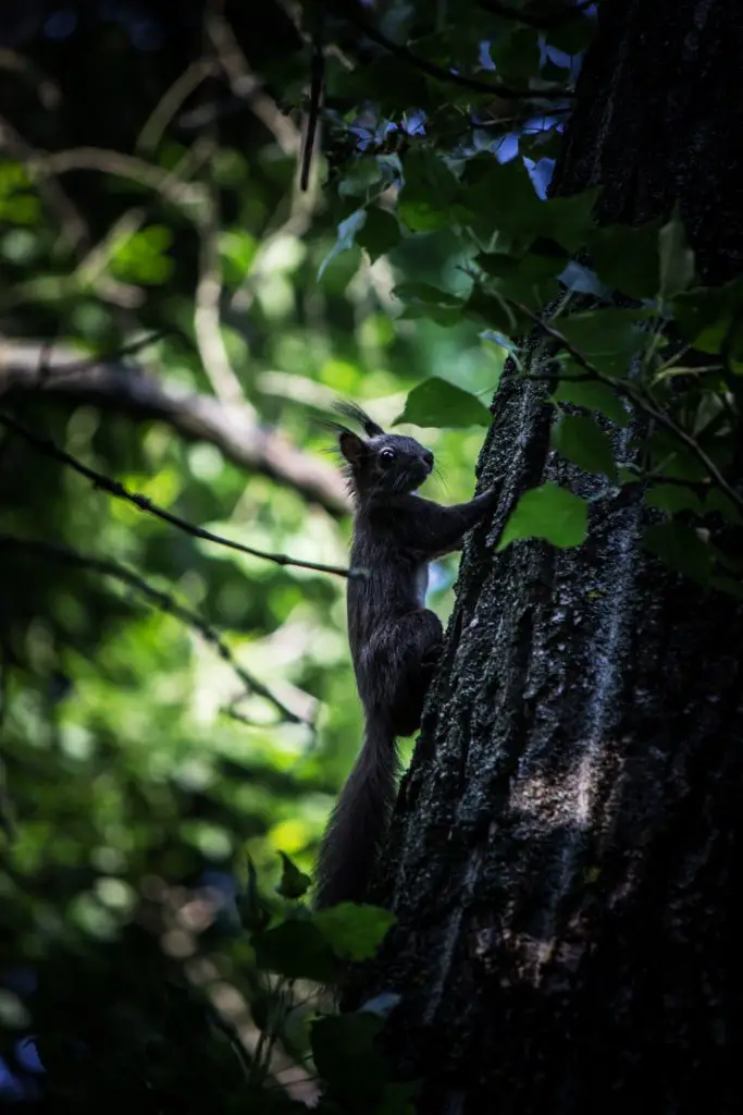 Are Squirrels Nocturnal: Different Kinds of Squirrels and Their ...