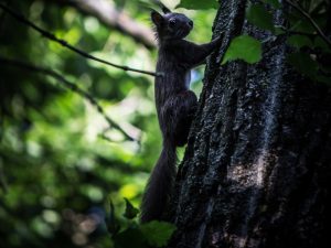 Are Squirrels Nocturnal: Different Kinds of Squirrels and Their ...