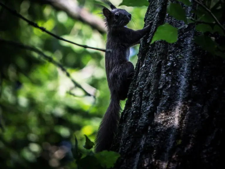 Are Squirrels Nocturnal: Different Kinds of Squirrels and Their ...