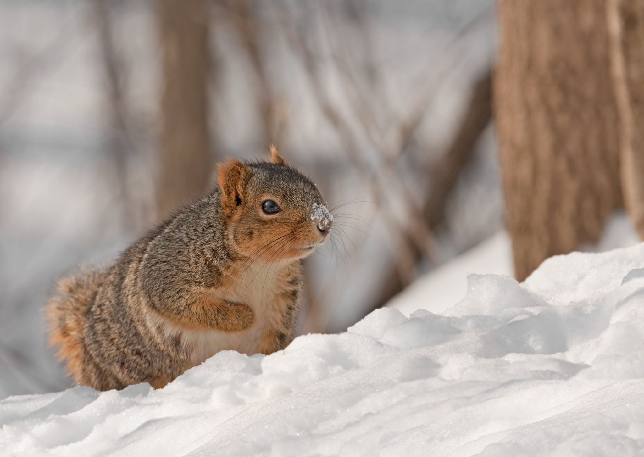 Where Does the Squirrel Live: Facts About the Habitat of This Rodent
