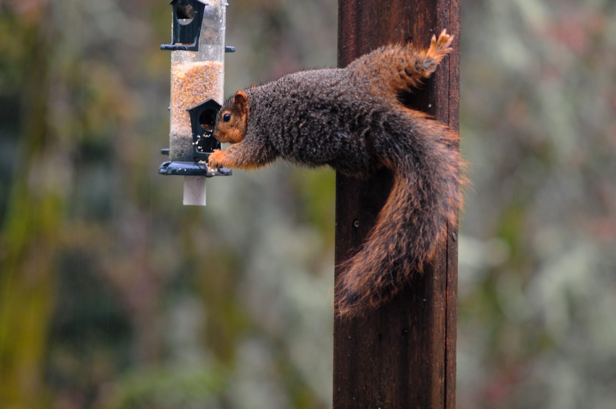 How to Keep Squirrels off Bird Feeder: 14 Incredible Tips You Wish You ...