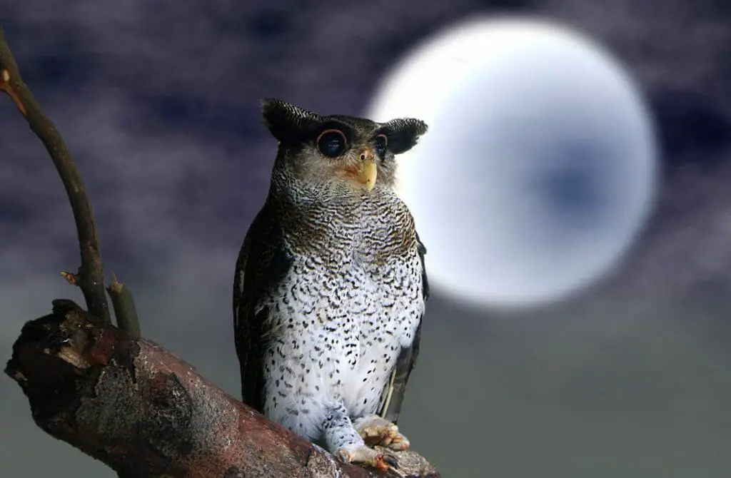 Do Owls Have Teeth: You'll Be Surprised to Know the Answer ...