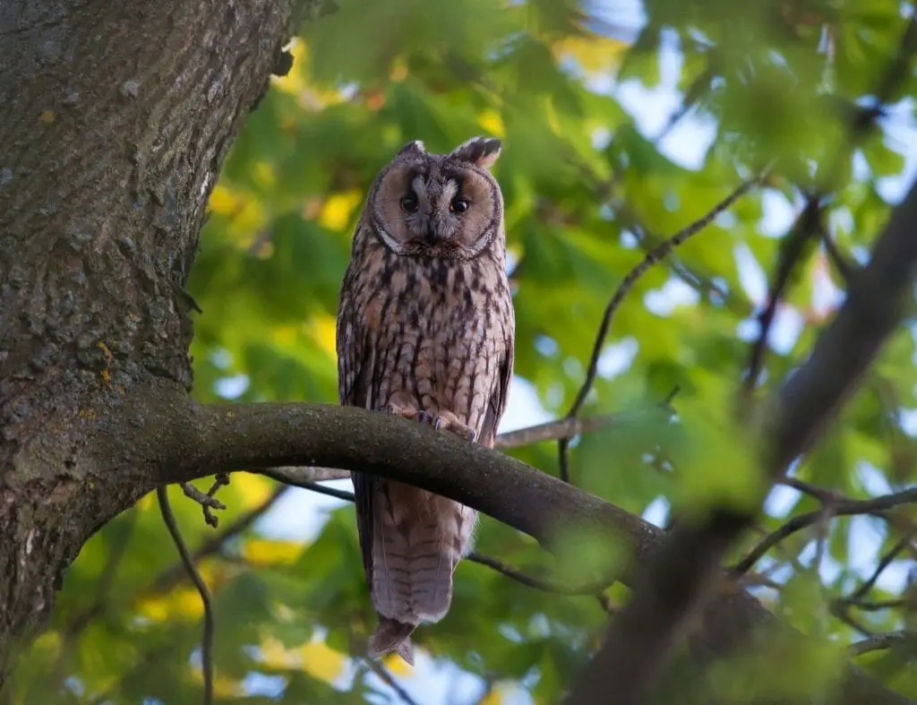 Does Owl Sleep: Interesting Facts About Owls' Sleeping Routine ...