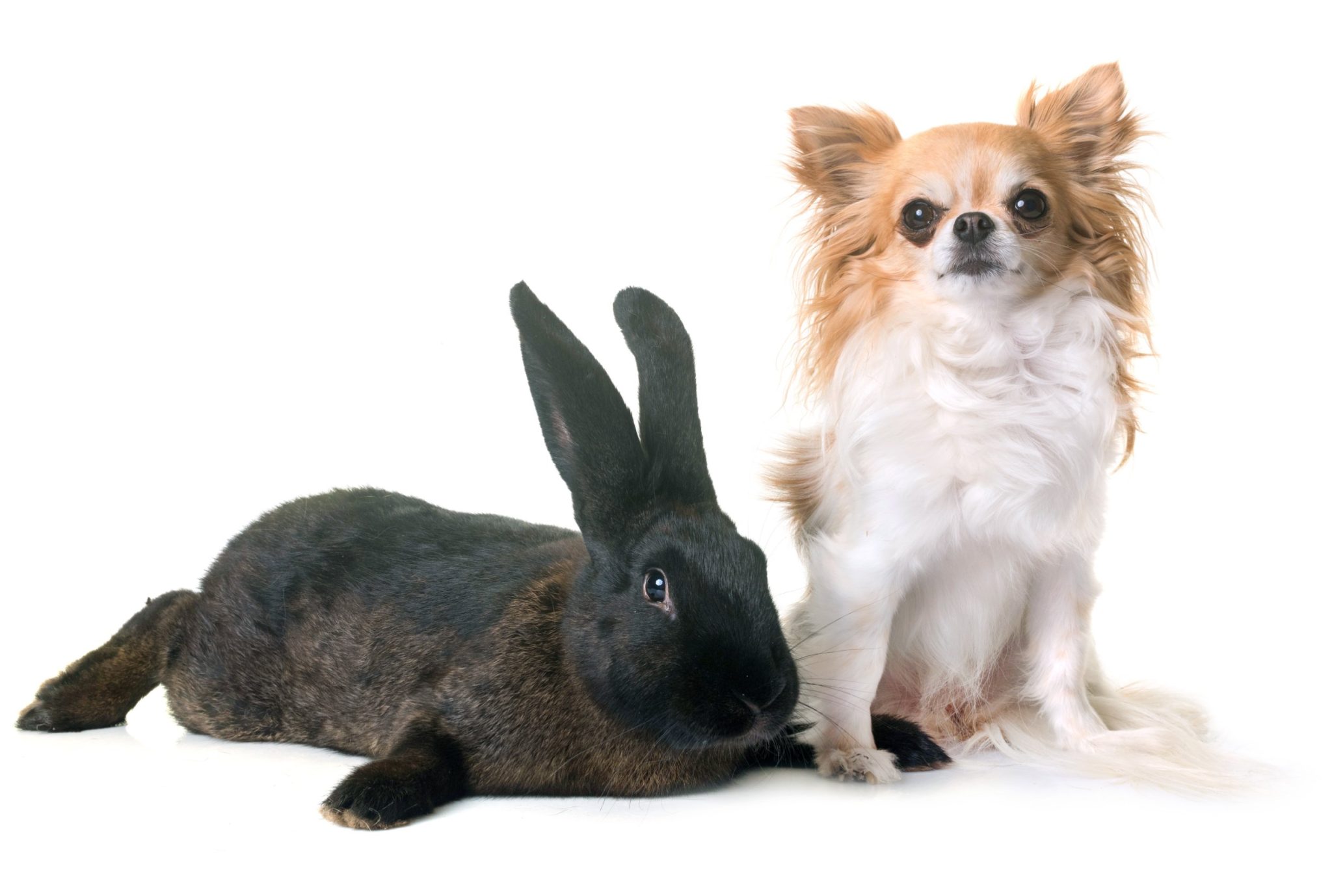 Can Rabbit and Dog Get Along: Rabbit and Dogs As Playmates ...