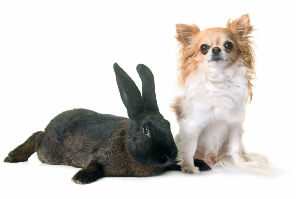 Can Rabbit and Dog Get Along: Rabbit and Dogs As Playmates ...