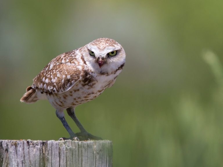 Are Owls Endangered: Things You Should Know to Help Prevent Owls Total ...
