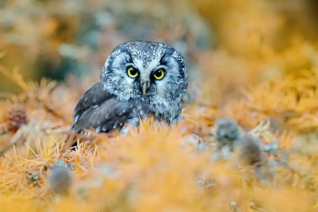 Do Owls Bite: How Dangerous Are They to Human and Other Animals ...