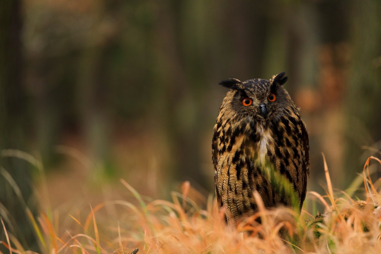 Do Owls Keep Snakes as Pets: The Interesting Relationship Between ...