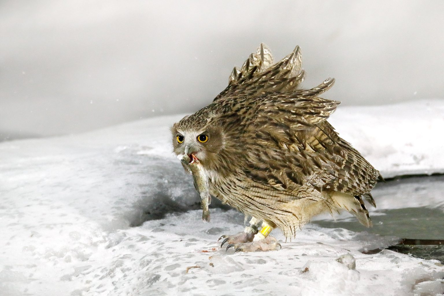 Worlds Biggest Owl: Facts About Some of the Biggest Owls in the World ...