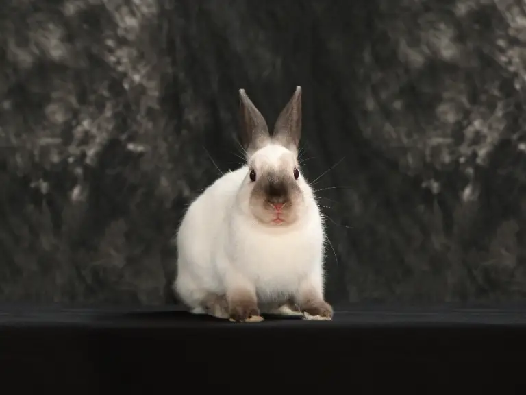 Can Rabbit See in the Dark: Rabbit's Night Vision and Eye Structure ...