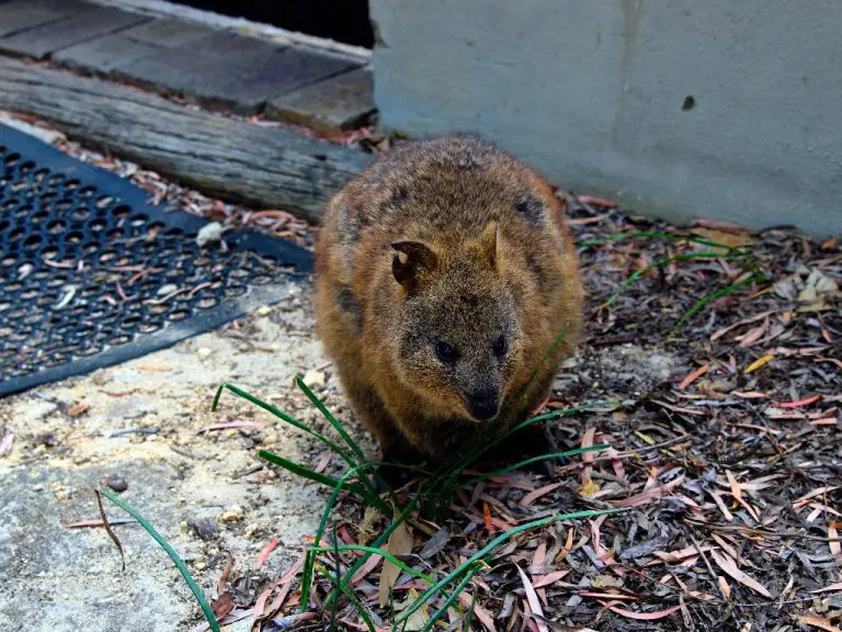 Are Quokkas Endangered: The Various Threats Faced by This Vulnerable ...