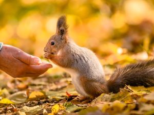 Are Squirrels Intelligent: How Squirrels Use Their Intelligence for ...