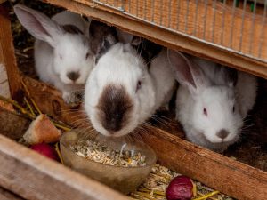 Can Rabbit Eat Rice: Rice's Impacts on Rabbit's Health - DiscoveryNatures